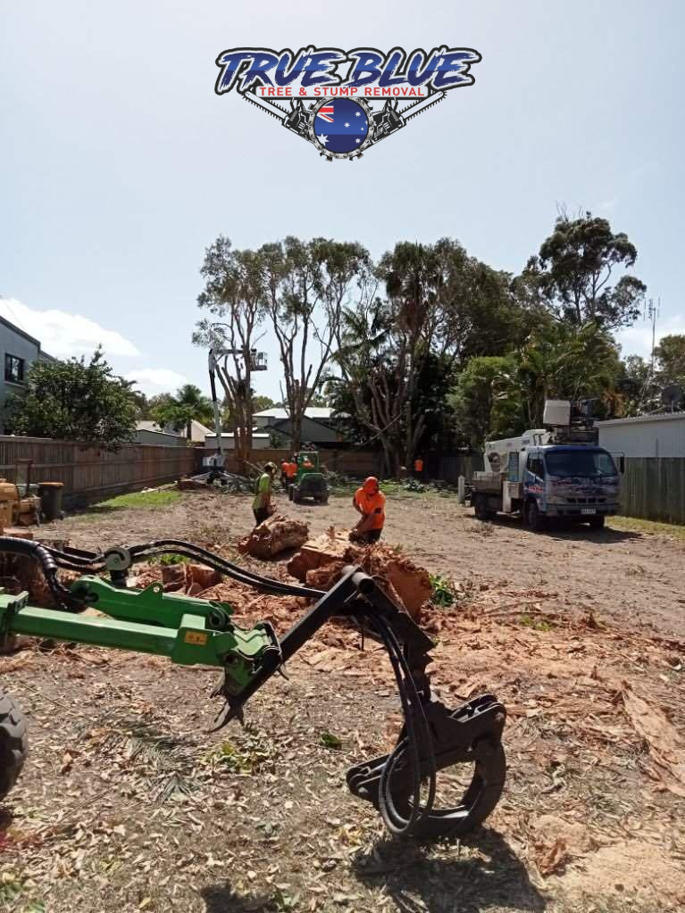 True Blue Tree and Stump Removal's Gallery | Sunshine Coast