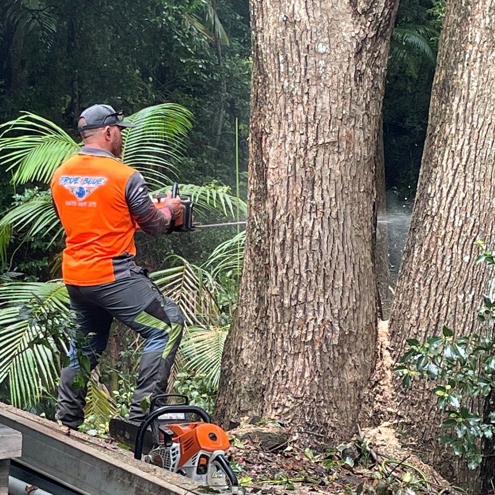 Tree Removal for Buderim, the Sunshine Coast, Caloundra and North Brisbane