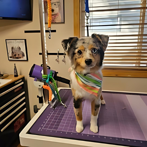 HOME [doggroomingnampa.com]