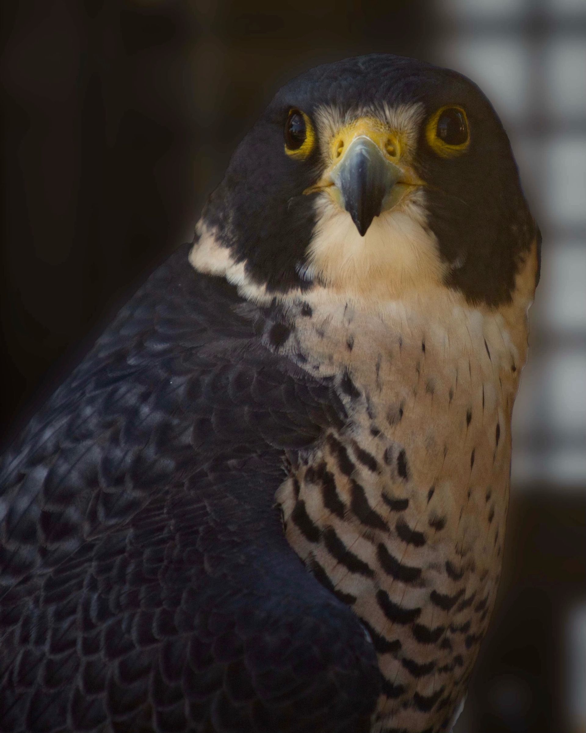 Avian Adventure Day | Agua Hedionda Lagoon Foundation
