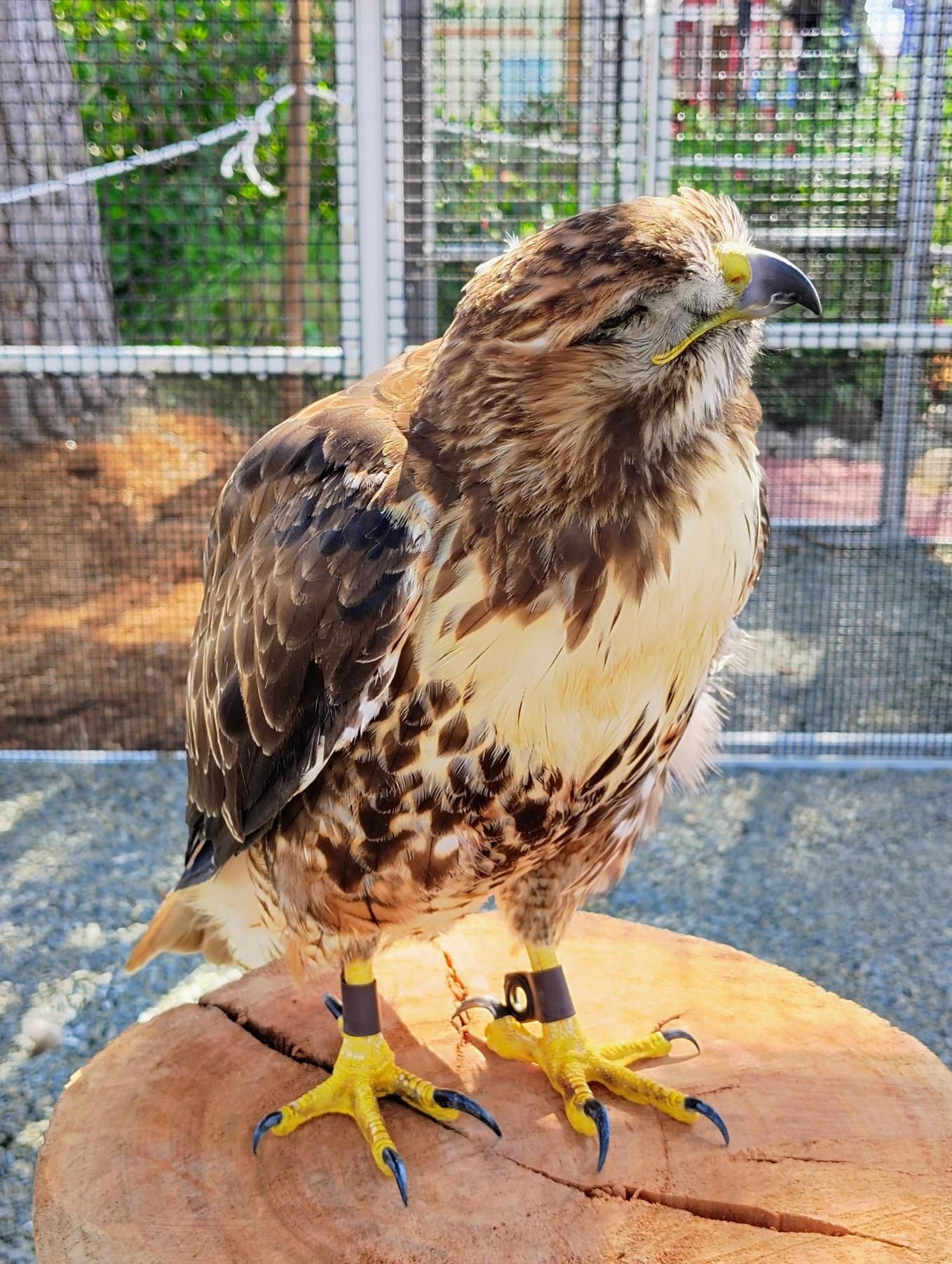 Raptor Ridge | Discover Raptor Ambassadors