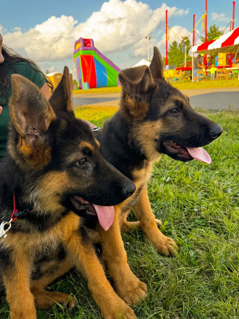 HOME | Blackwolf Newfoundlands | Gilbert, MN