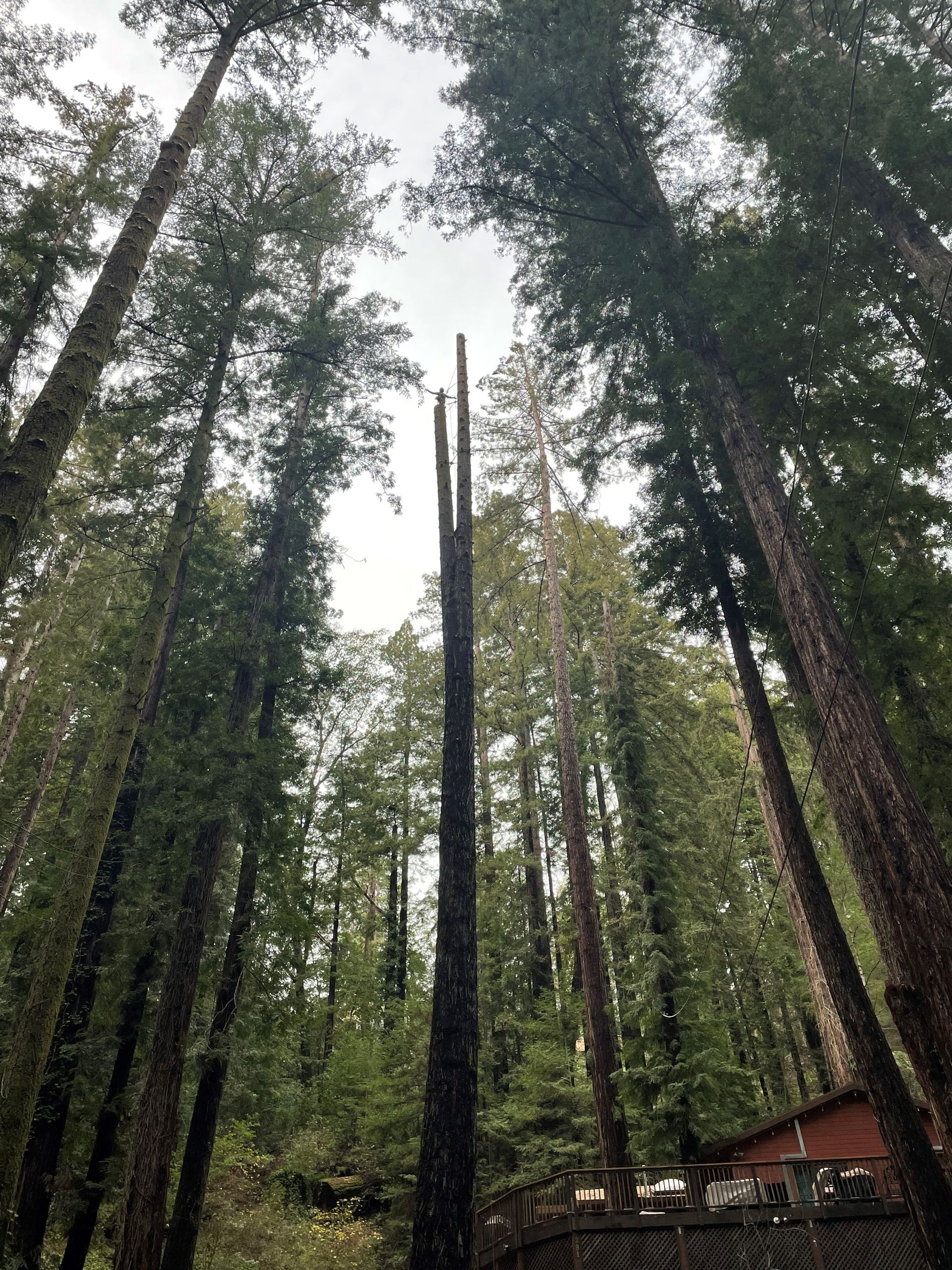 Project Gallery | Soquel, CA | JD Tree