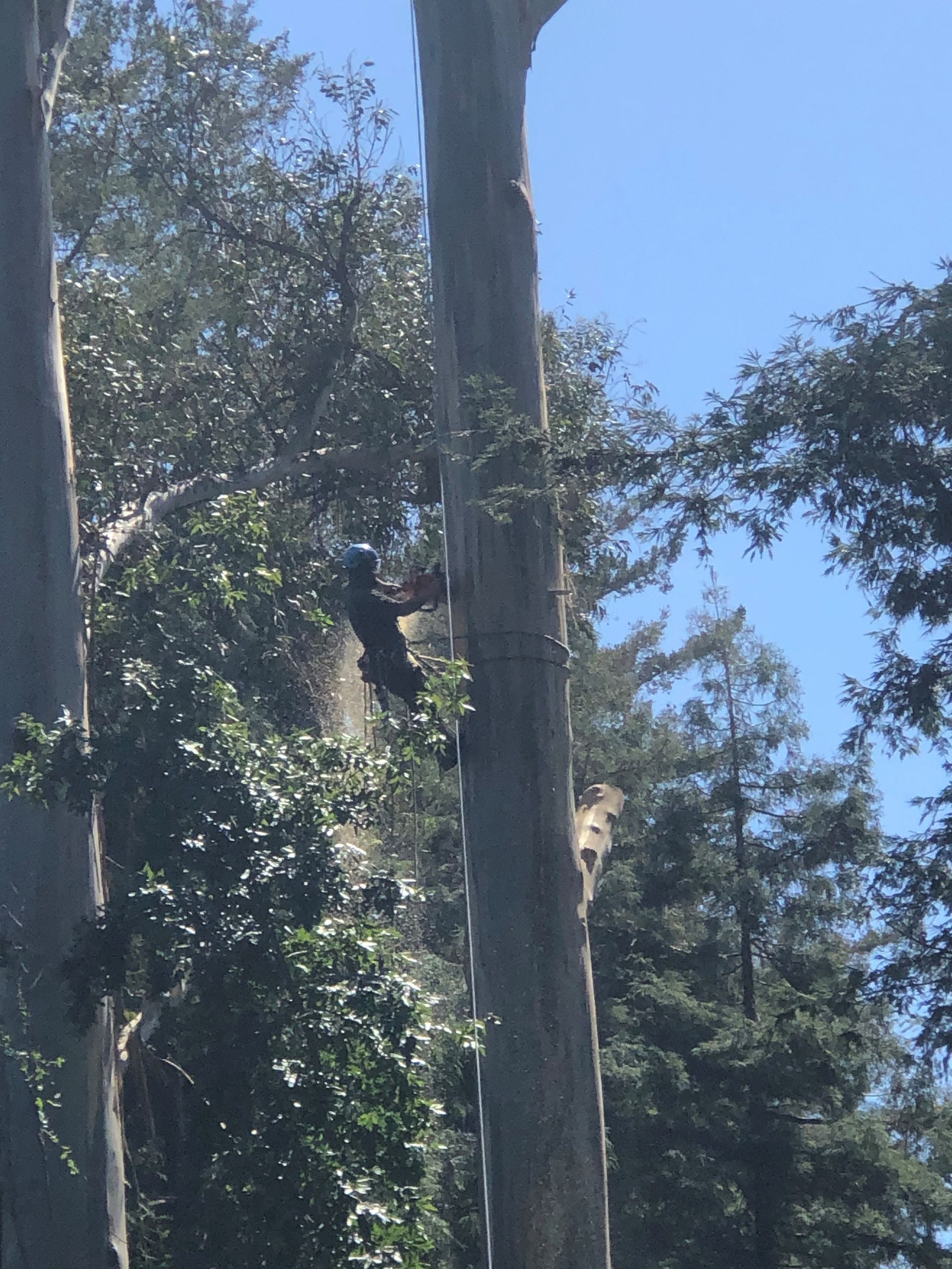 Project Gallery | Soquel, CA | JD Tree