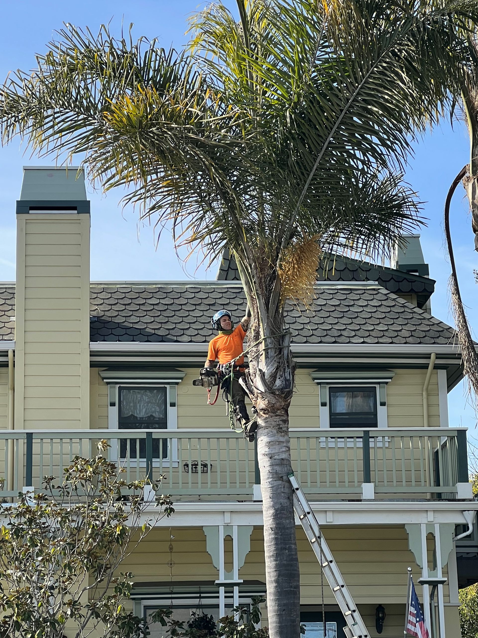 Project Gallery | Soquel, CA | JD Tree