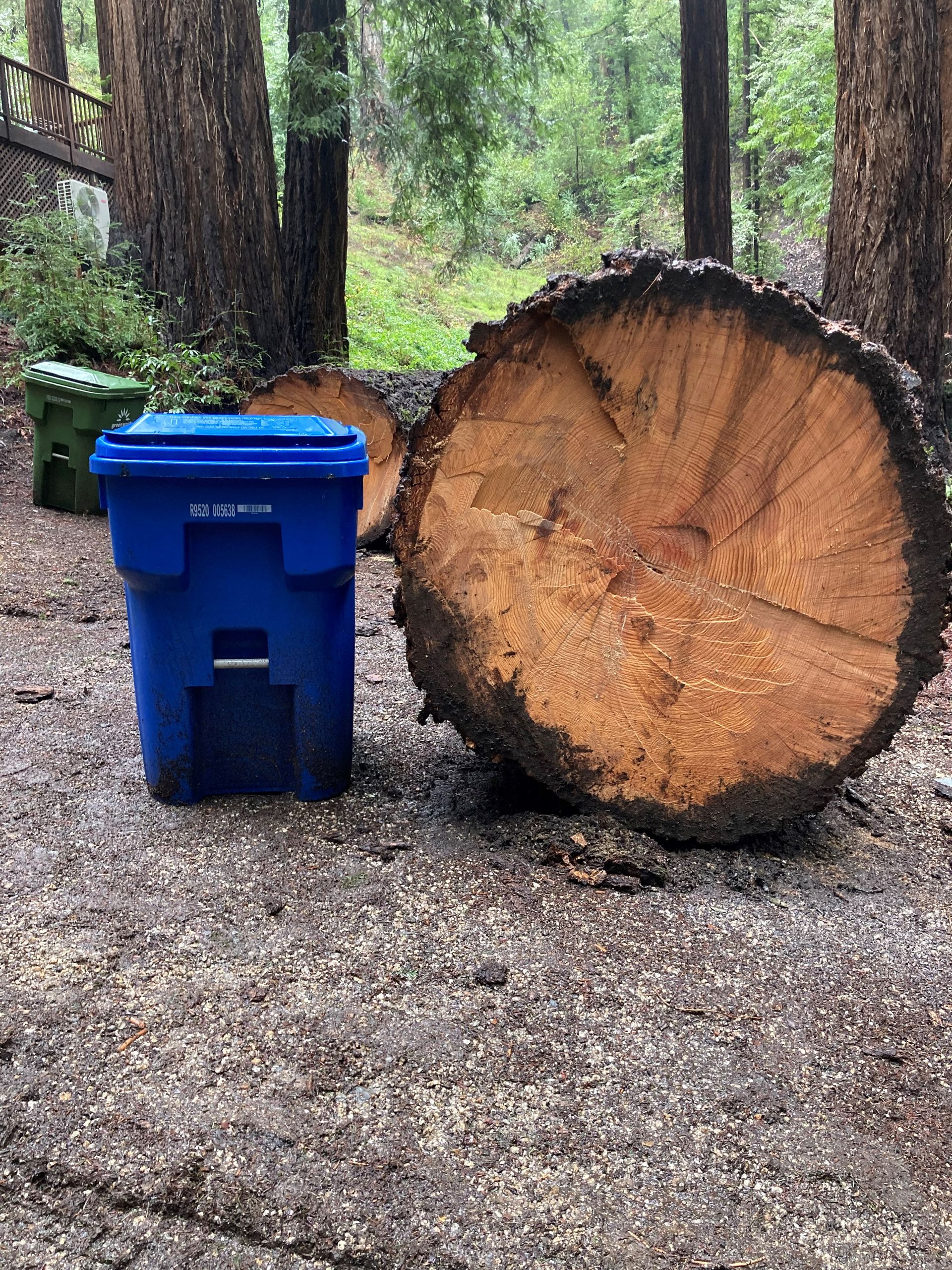 Project Gallery | Soquel, CA | JD Tree