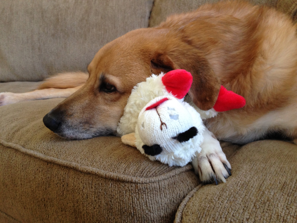 Pet Supplies | New Windsor, NY | Positively Pets