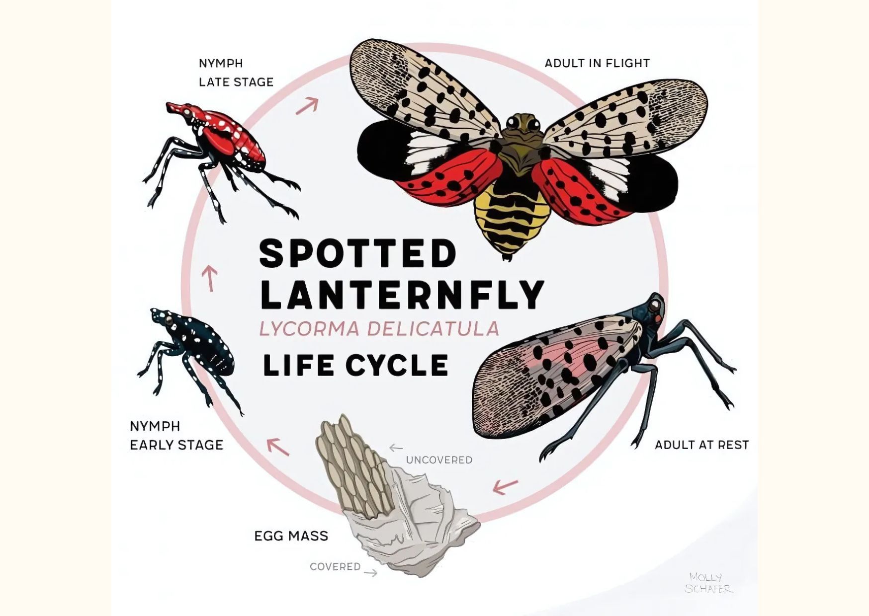 The Spotted Lanternfly: A Threat to Our Ecosystems
