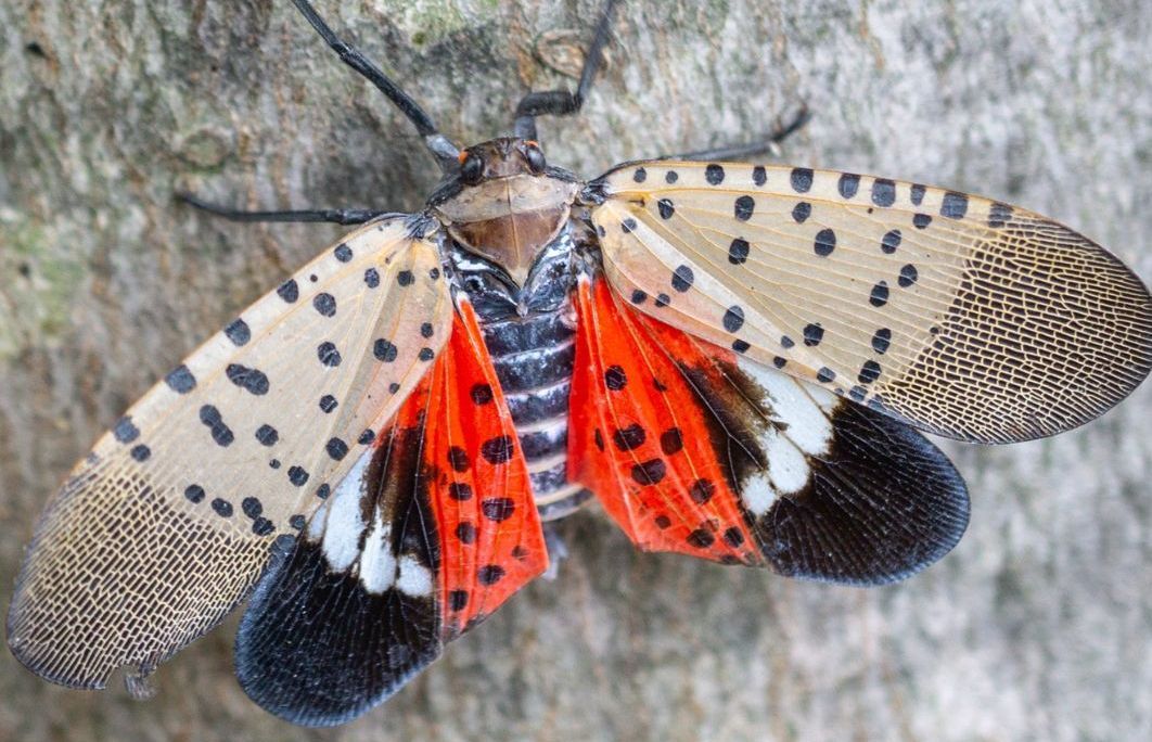 The Spotted Lanternfly: A Threat to Our Ecosystems