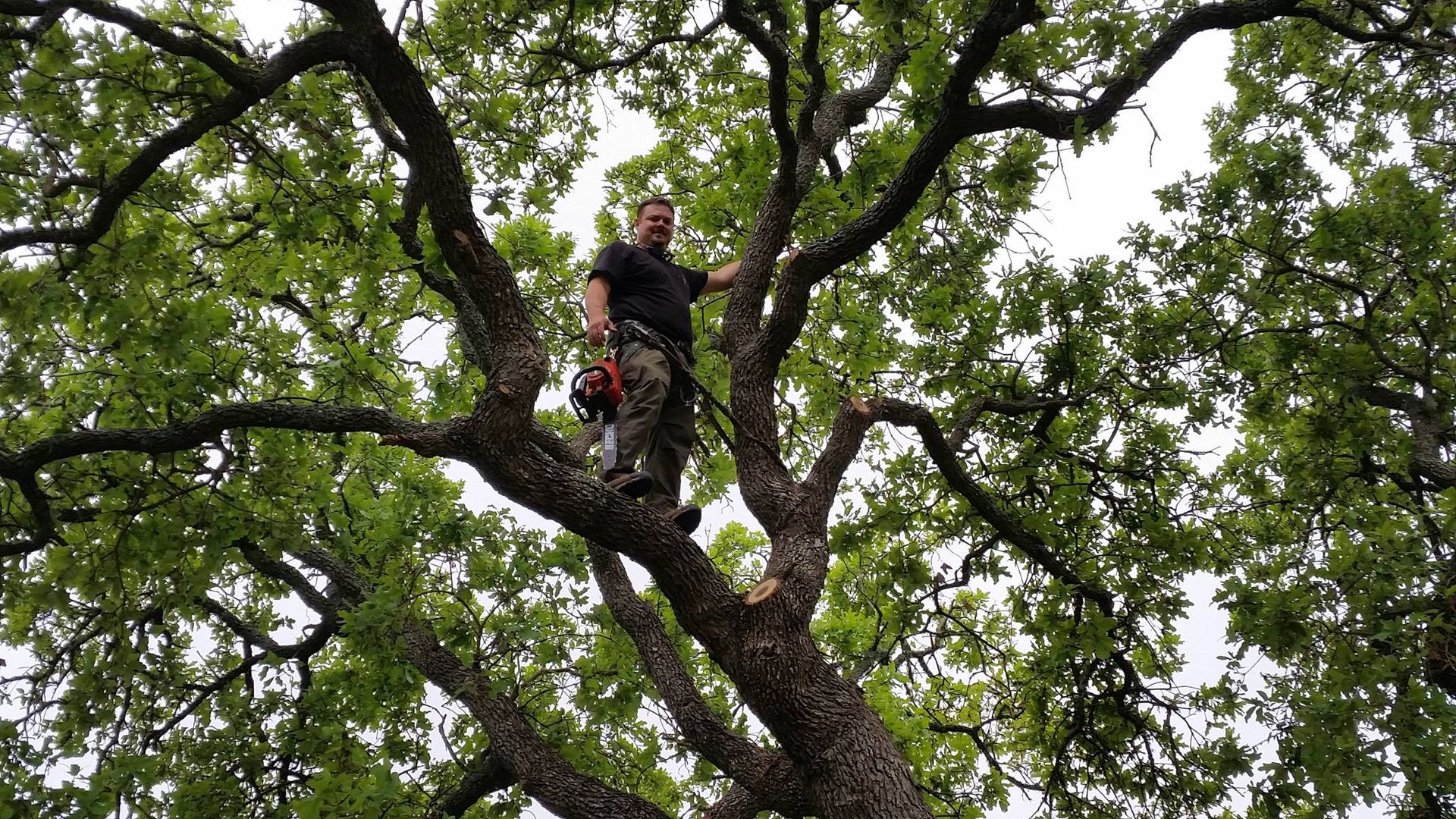 Eddy Tree Service Kerrville | Experienced Arborists
