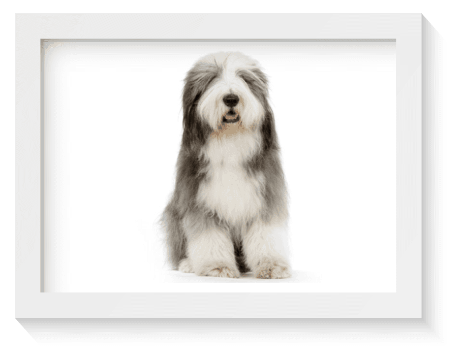 Groom and Style for Dogs and Cats