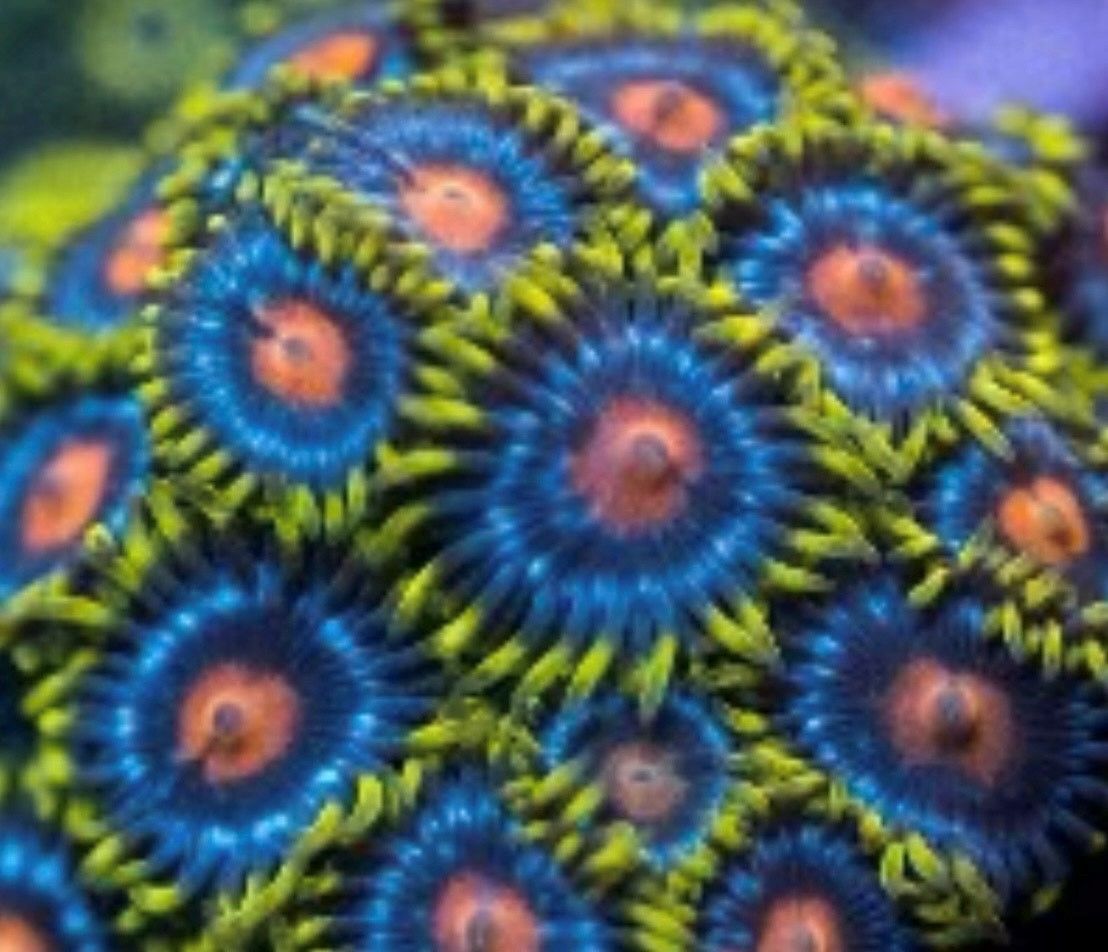 Corals | Marinespace