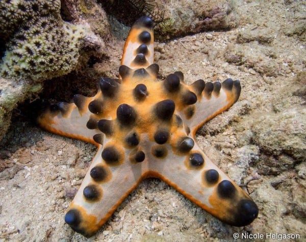 INVERTS~CLEAN UP CREW