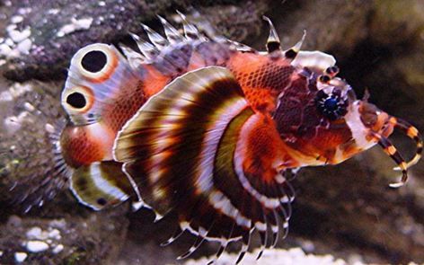 Welcome to Marinescape, Ottawa's Saltwater Aquarium