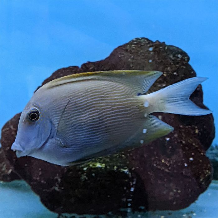 Salt Water Fish | Marinescape