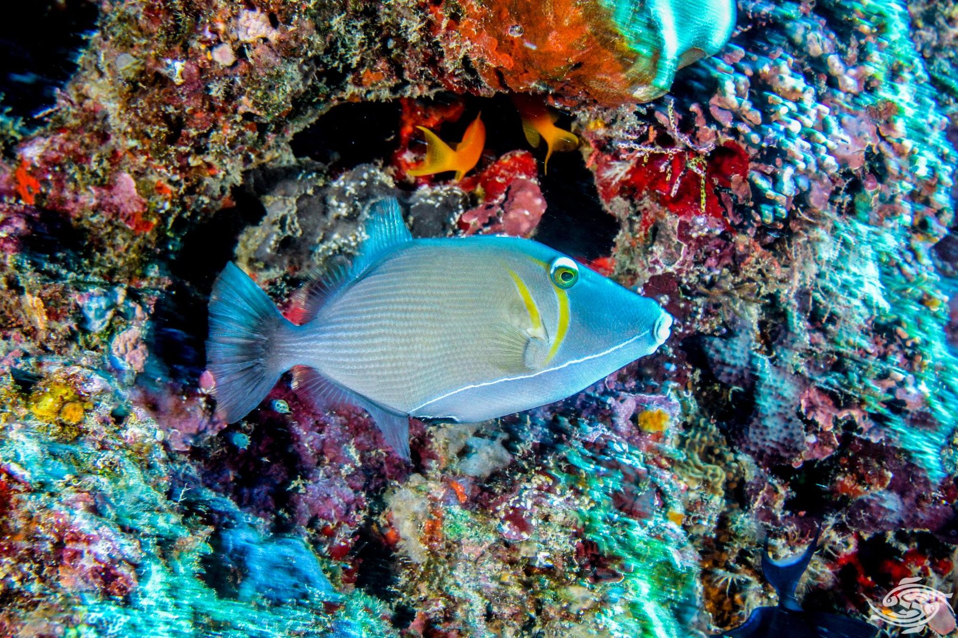 Welcome to Marinescape, Ottawa's Saltwater Aquarium