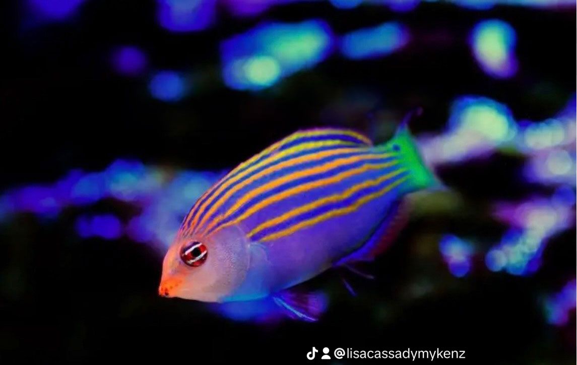 Salt Water Fish | Marinescape