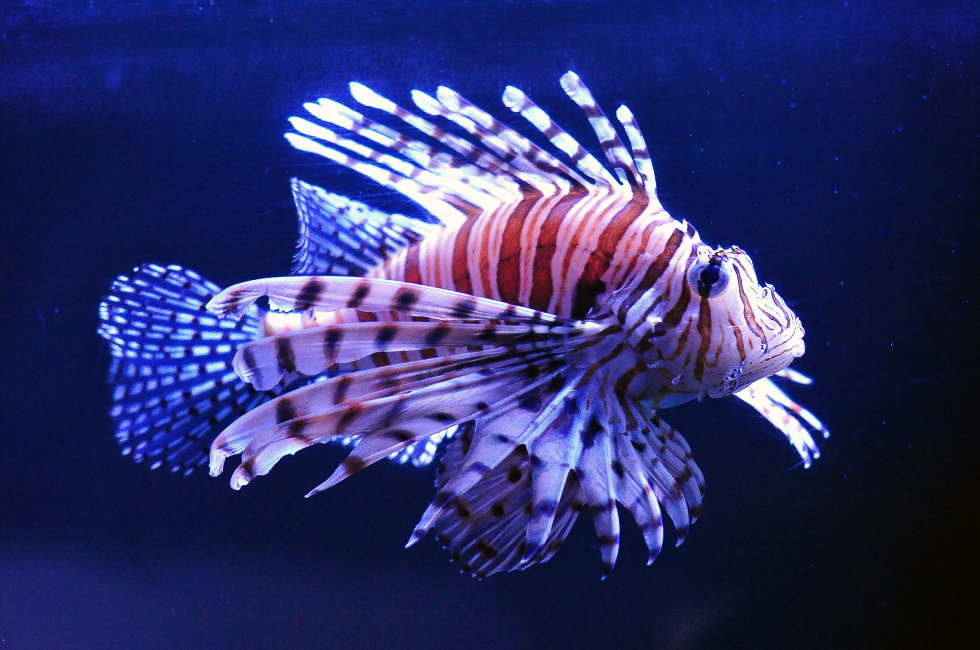 Salt Water Fish | Marinescape