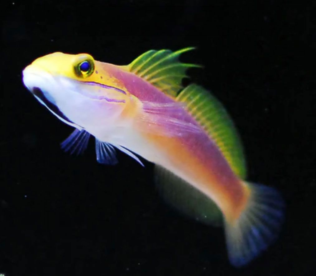 Welcome to Marinescape, Ottawa's Saltwater Aquarium