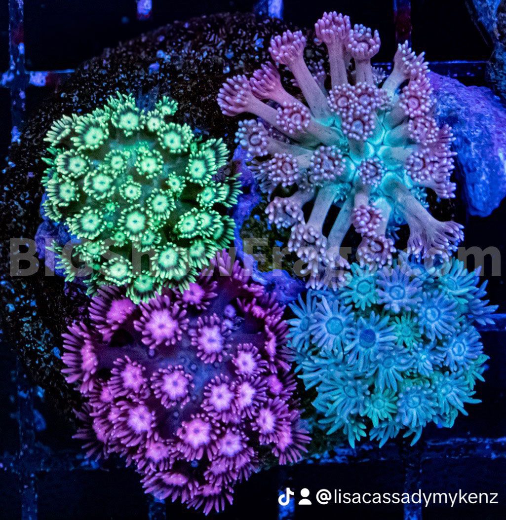 Welcome to Marinescape, Ottawa's Saltwater Aquarium