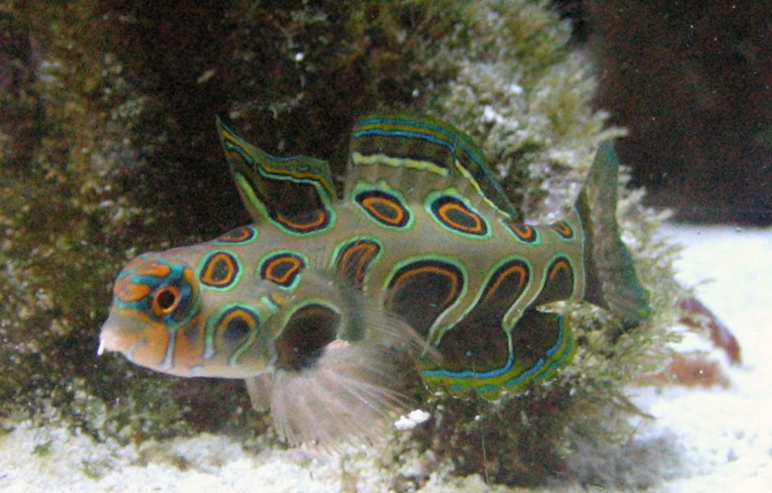 Welcome to Marinescape, Ottawa's Saltwater Aquarium