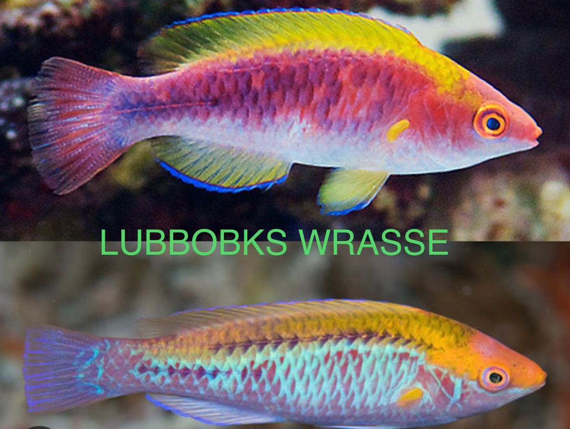 Welcome to Marinescape, Ottawa's Saltwater Aquarium