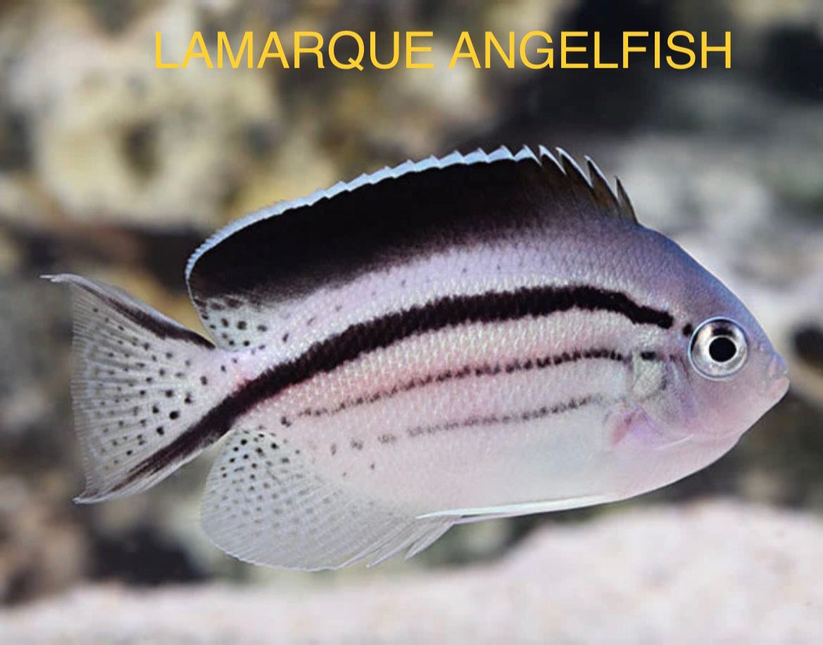 Welcome to Marinescape, Ottawa's Saltwater Aquarium