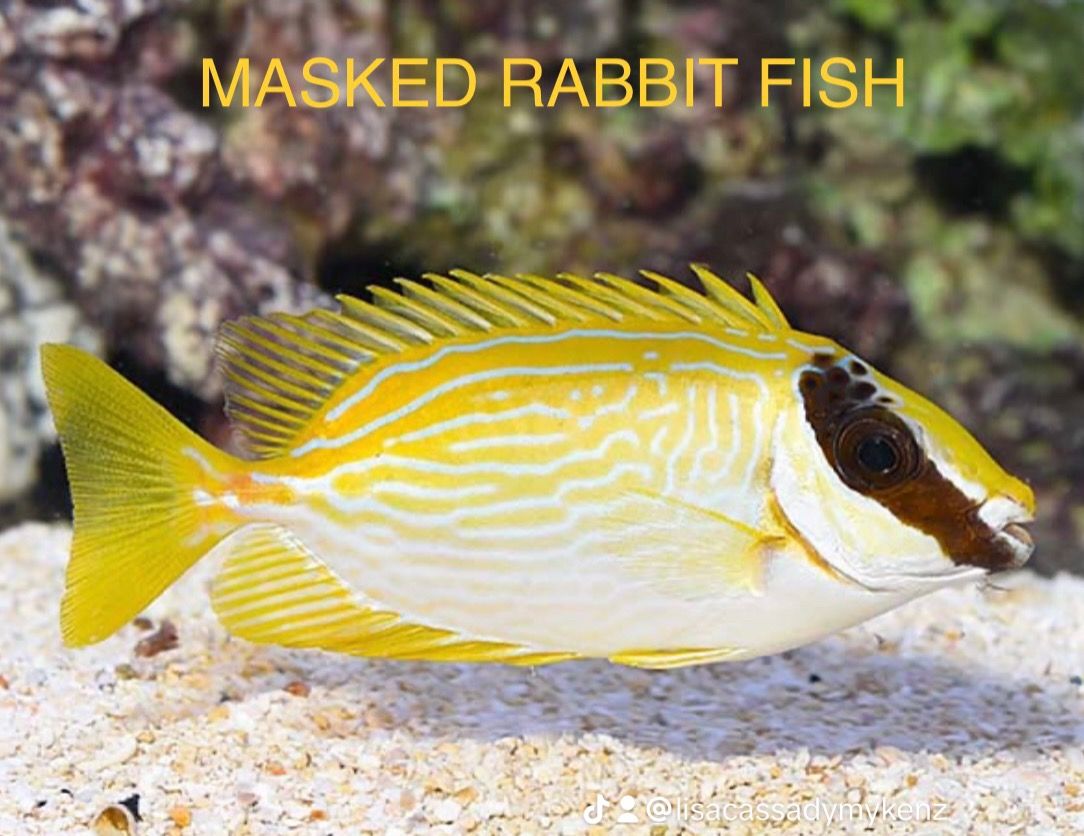 Welcome to Marinescape, Ottawa's Saltwater Aquarium