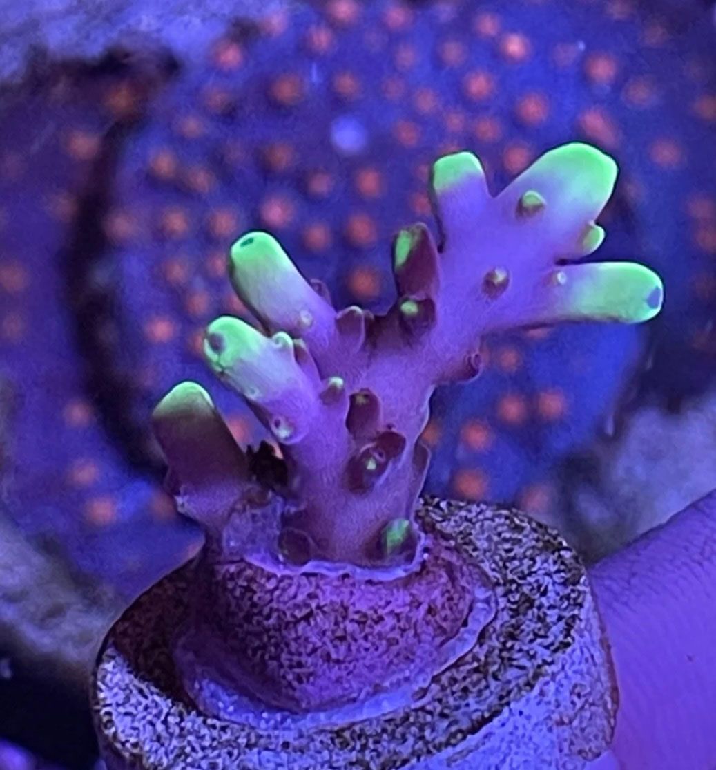 Corals | Marinespace