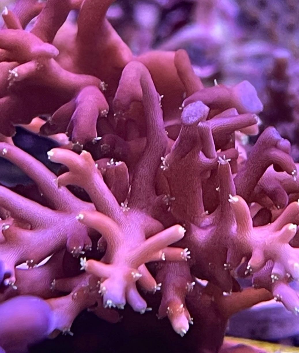 Corals | Marinespace