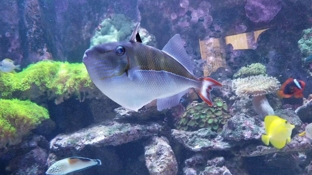 Welcome to Marinescape, Ottawa's Saltwater Aquarium