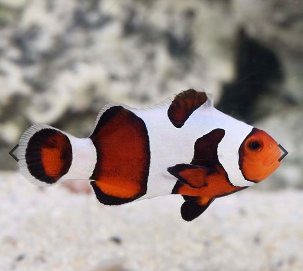 Welcome to Marinescape, Ottawa's Saltwater Aquarium