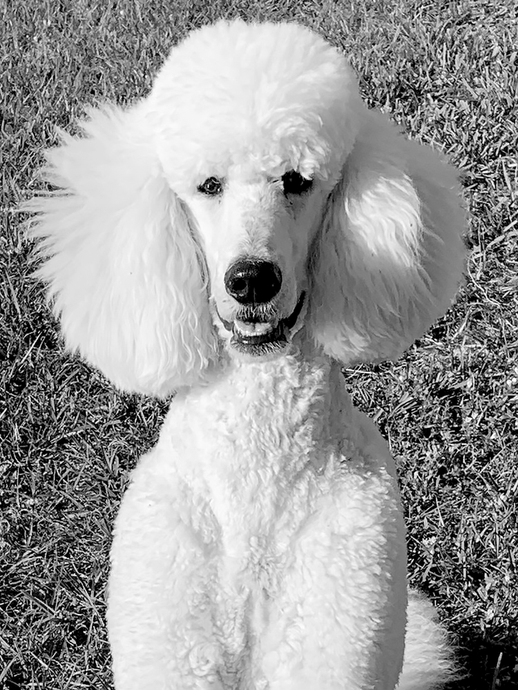 Home | Jupiter Florida | Paloma Standard Poodles