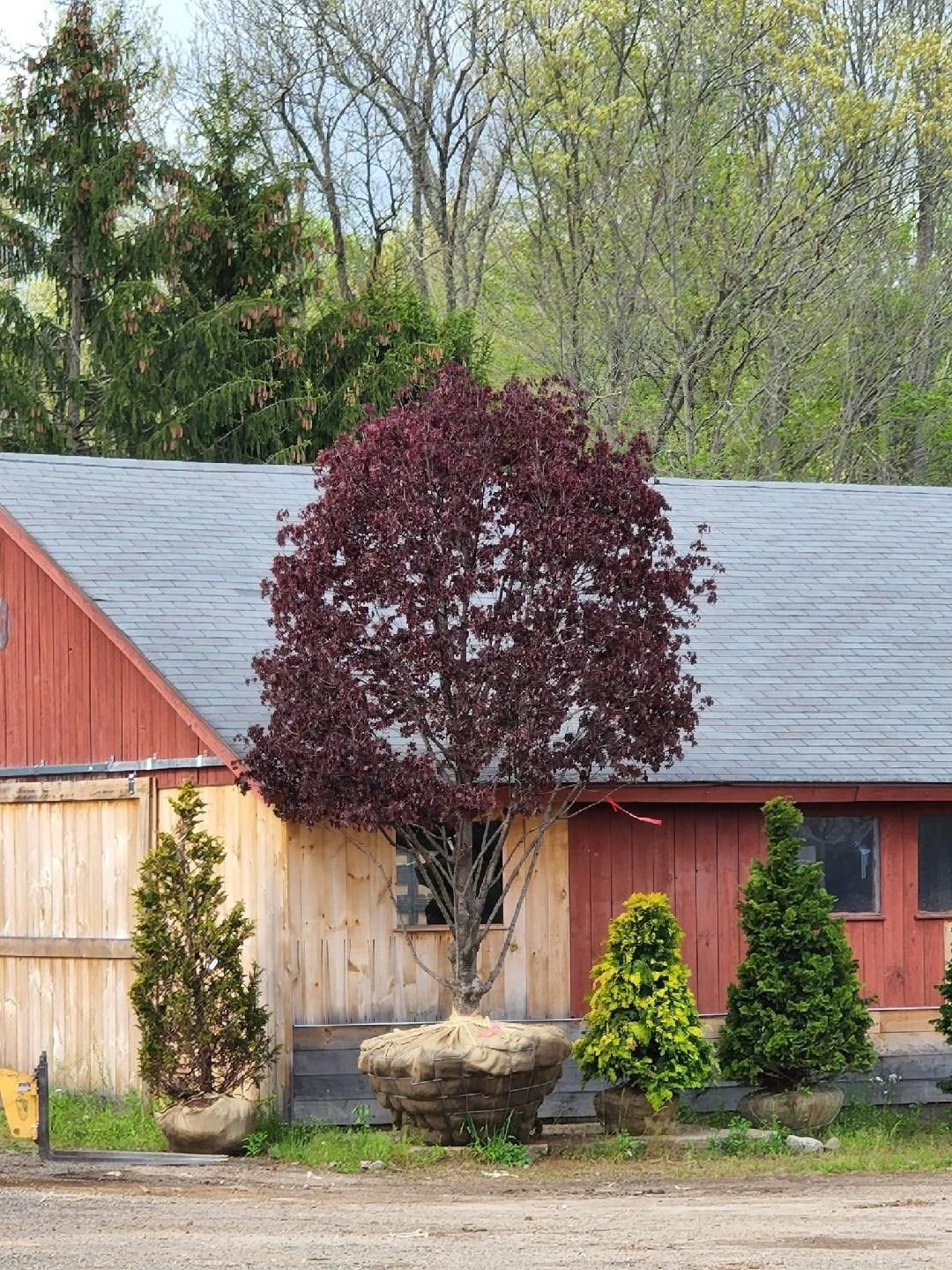 Gallery | Young's at Three Rivers | Tree Nursery