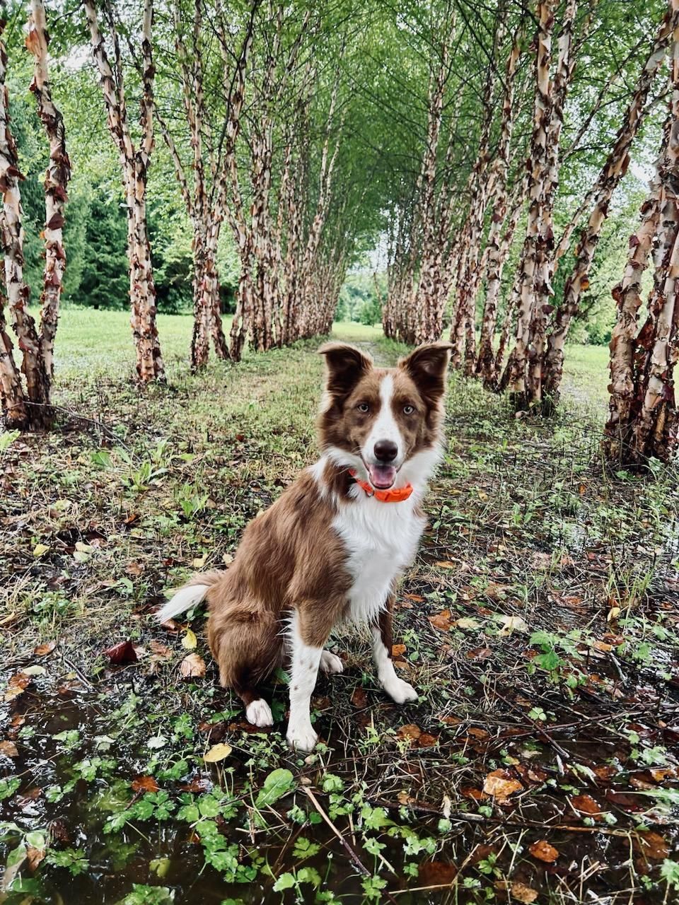 Gallery | Young's at Three Rivers | Tree Nursery