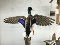 Ducks: Flying Mounts | Chipmunk's Taxidermy