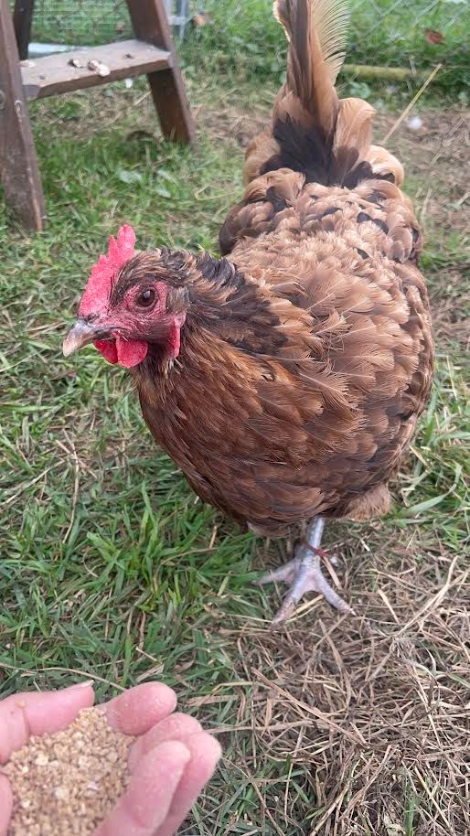 Animal Gallery | Sunny Ridge Veterinary | Rogers, OH