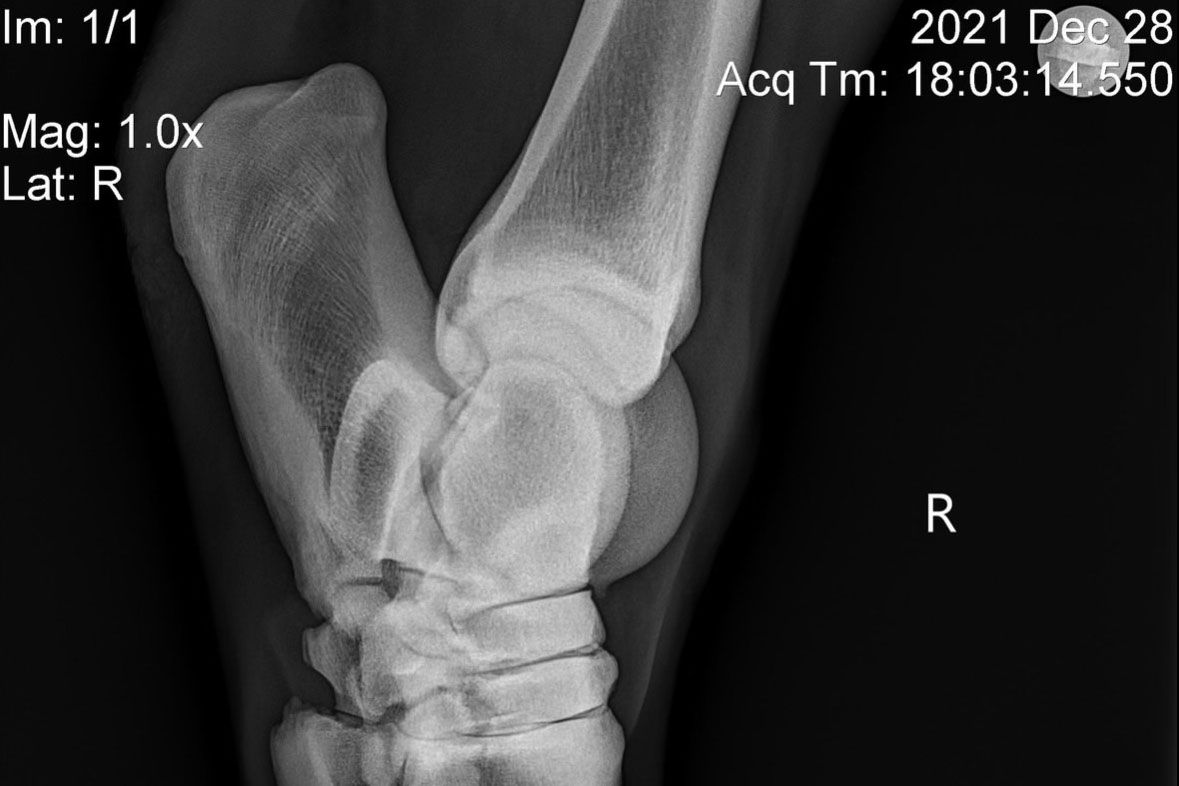 Veterinary Services | Sunny Ridge Vet | Rogers, OH