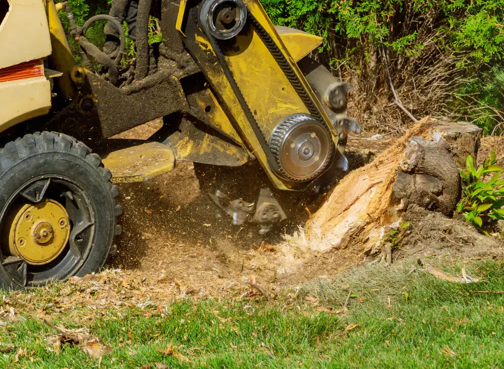 Stump Grinding | Stump Grinding Services | San Angelo, TX | Affordable ...