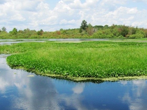 Aquatic Planting | Bradenton, FL | Sunwest