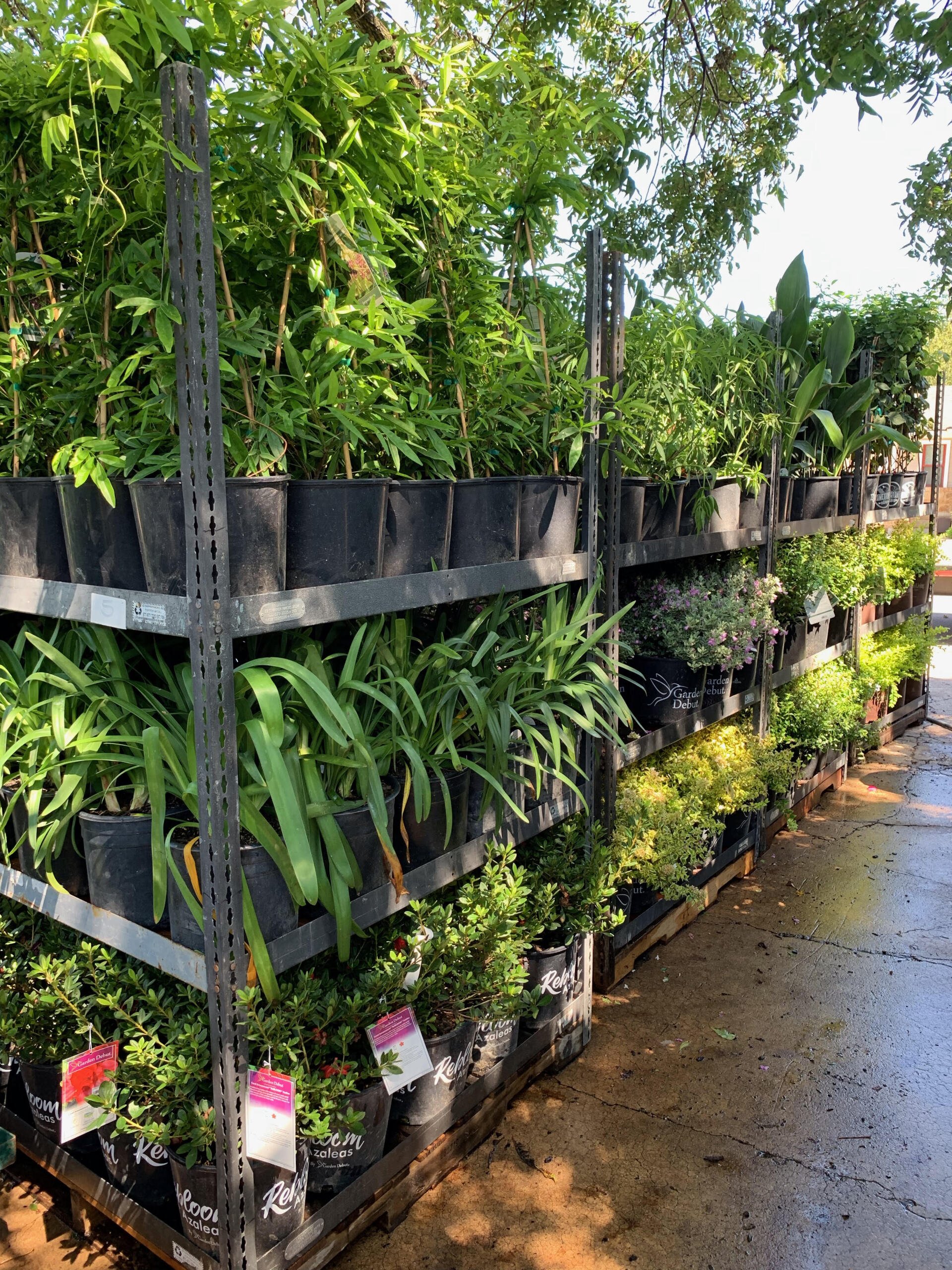 McIntire’s Garden Center | Large Selection Since 1976 | Georgetown, TX