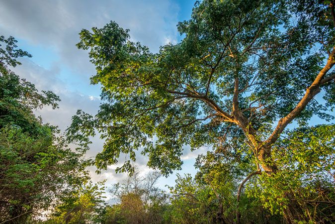 CARACTERÍSTICAS DEL ÁRBOL DE BOCOTE