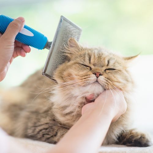 Pet Grooming - Suburban Animal Clinic Website