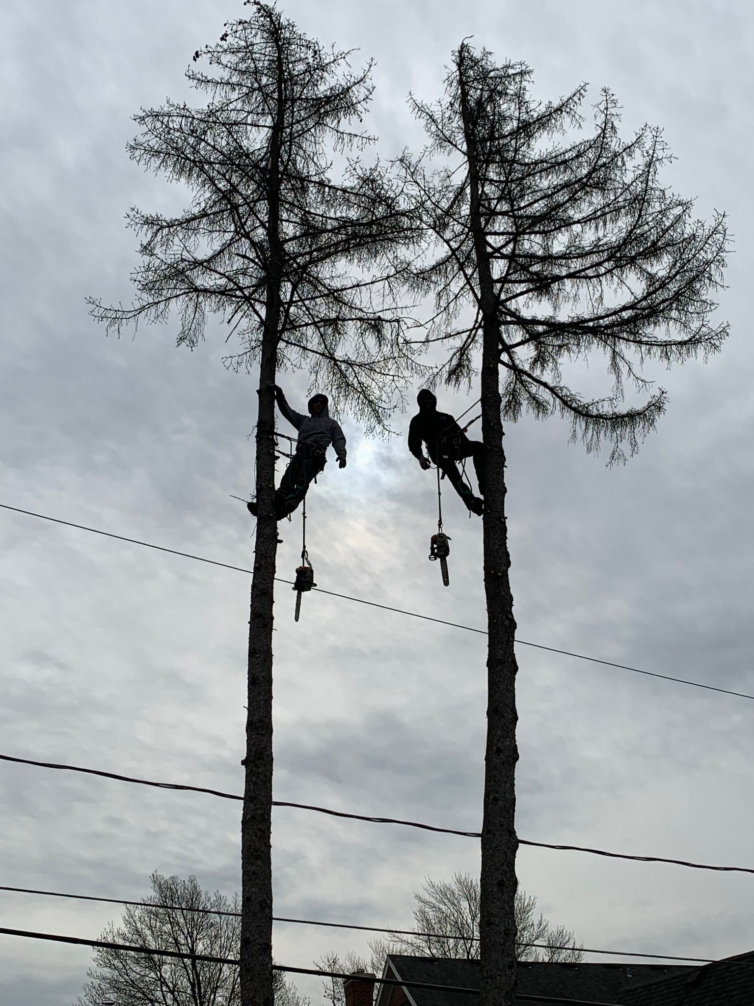 Tree Service Projects of Tomax Tree Service Service Serving Major ...