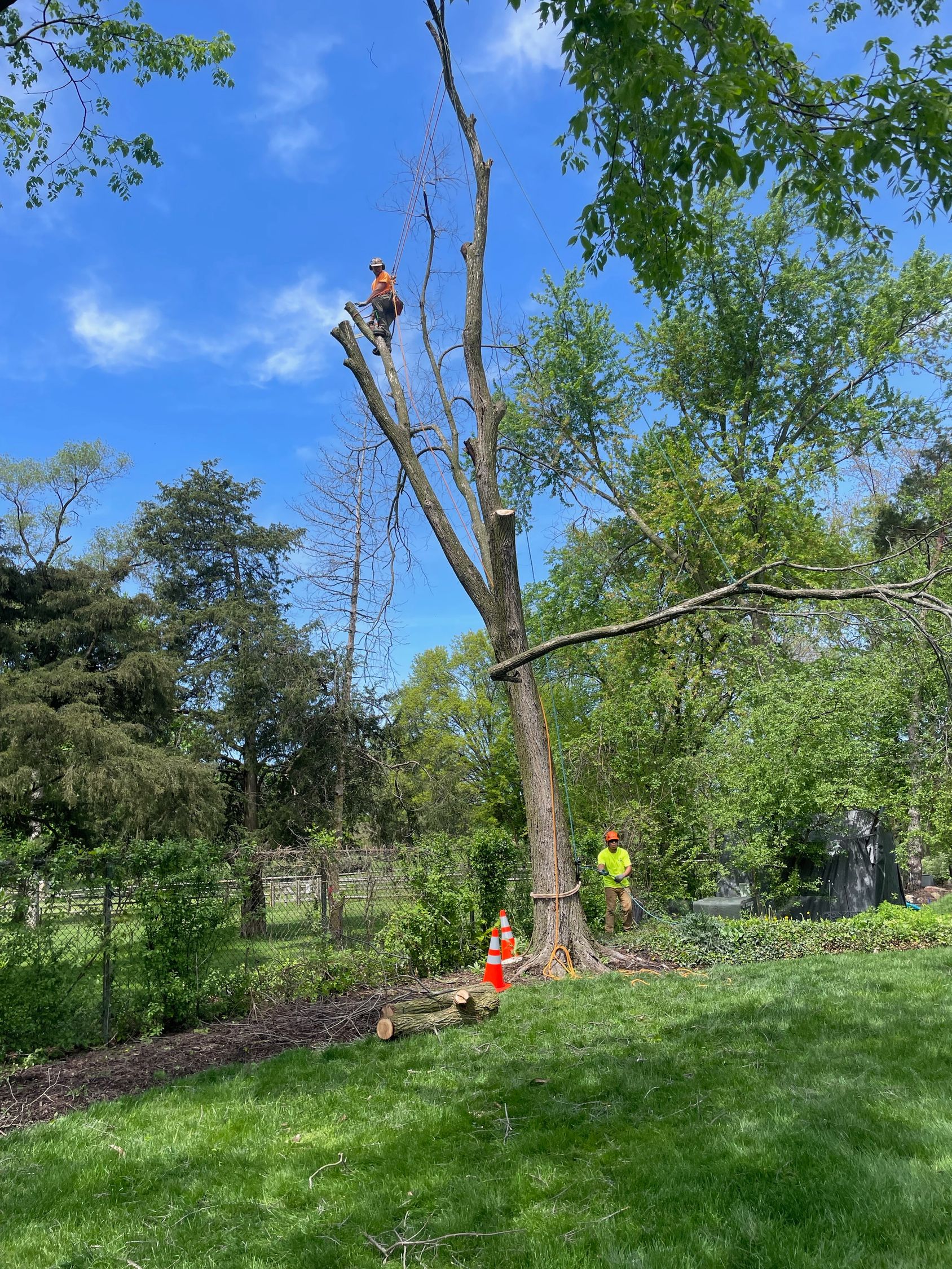 Tree Service Projects of Tomax Tree Service Service Serving Major ...