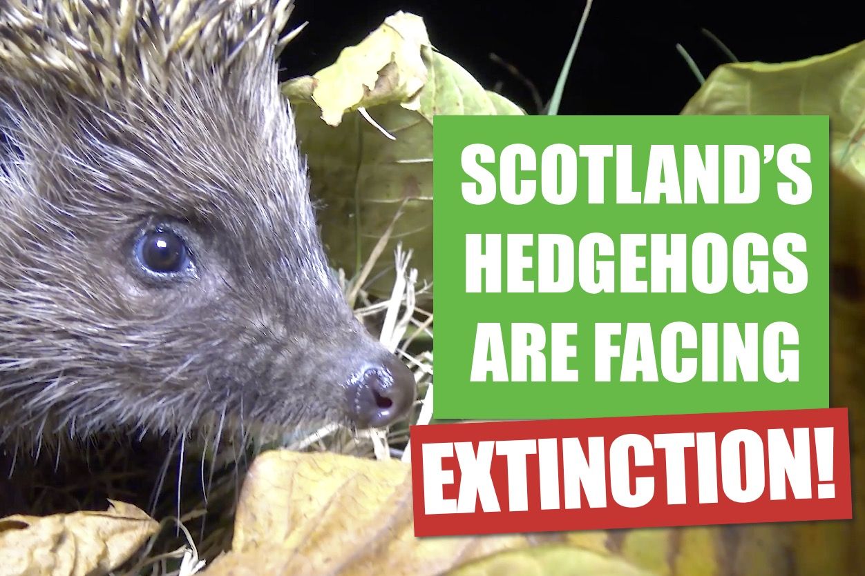 The Scotland Channel - Telling Scotland's Real Story