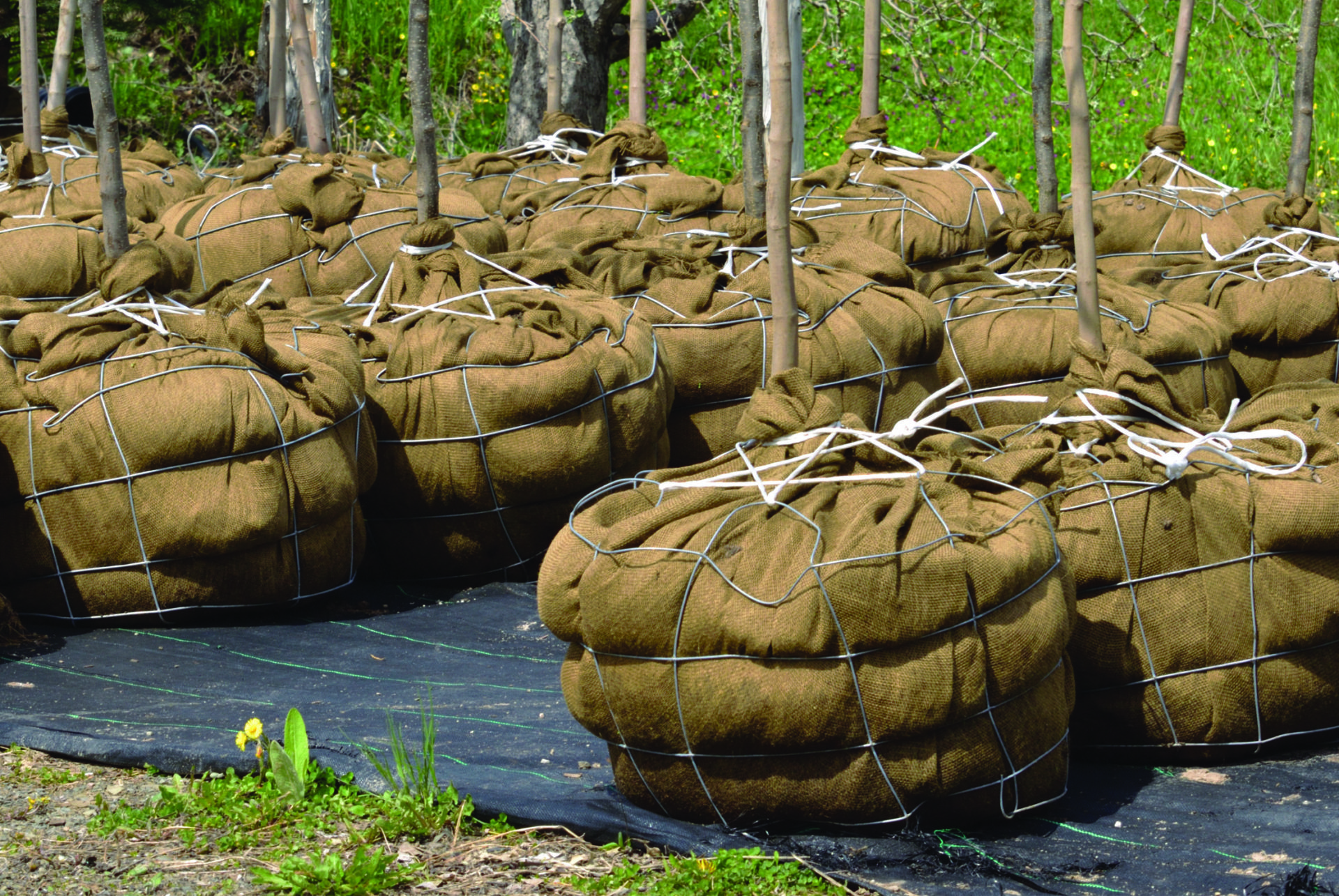 Gallery | Dayton Bag & Burlap