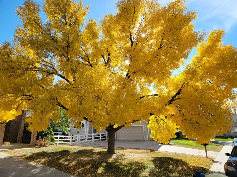 Denver Tree Service: Tree Trimming, Tree Removal Services Denver & Tree ...
