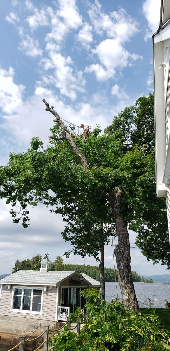 Tree Trimming & Removal | TLC Tree LLC | Sebago Lake