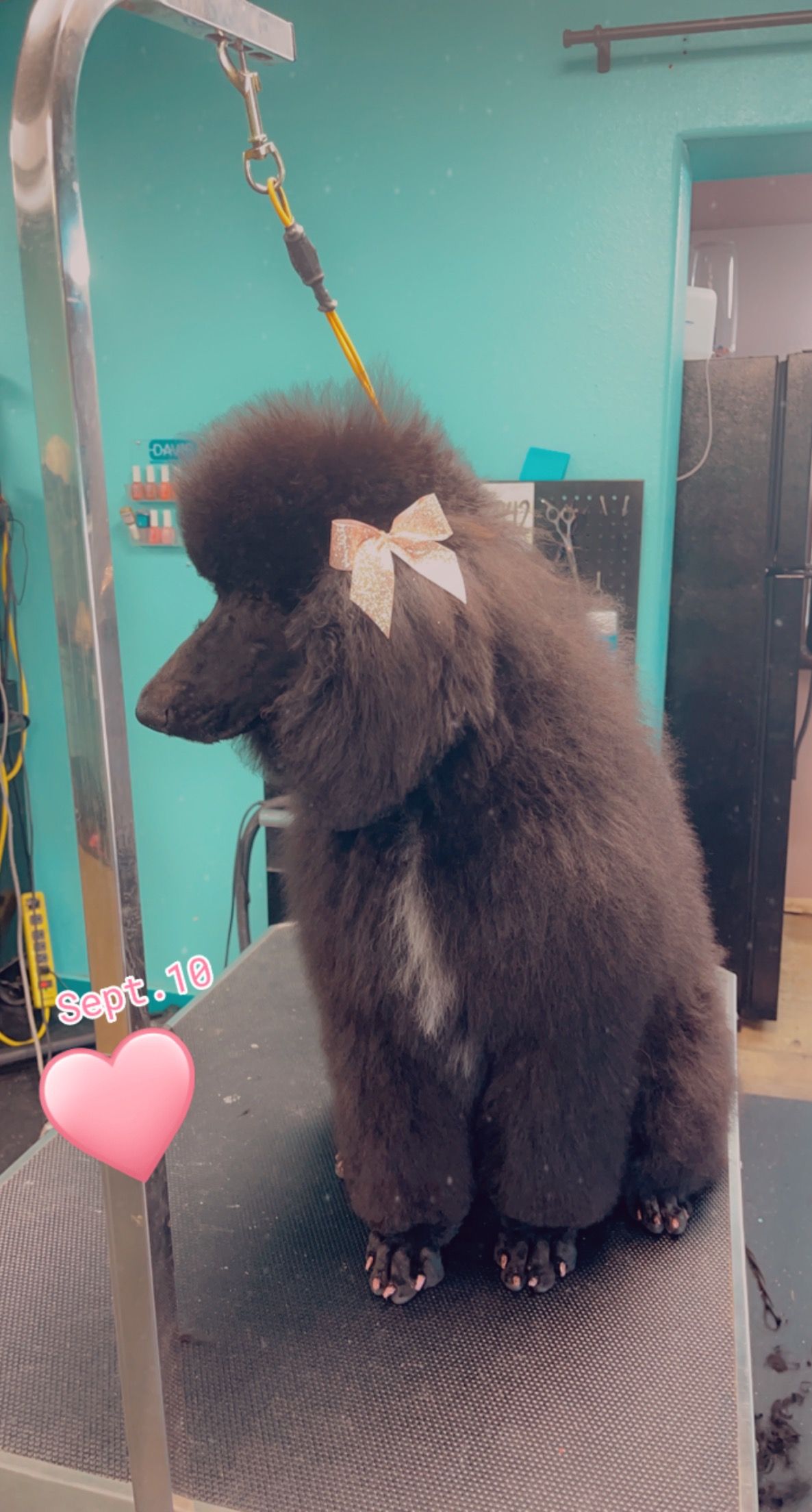 Home | Posh Paws Grooming Lufkin, Tx